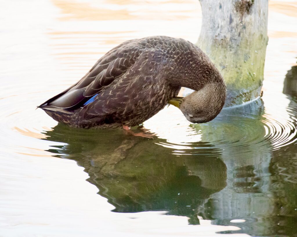 American Black Duck – boesephotography.ca