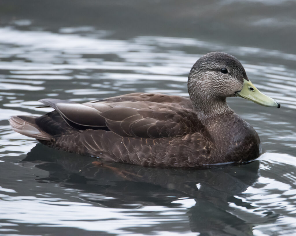 American Black Duck – boesephotography.ca