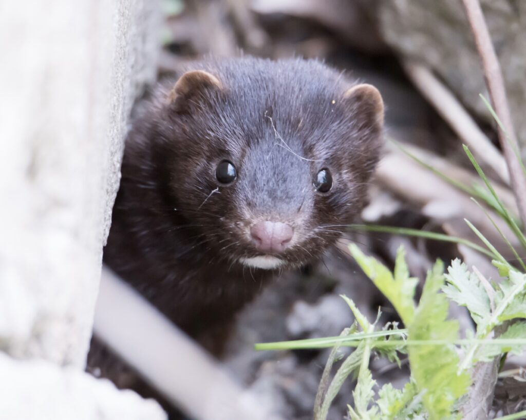 American Mink – boesephotography.ca