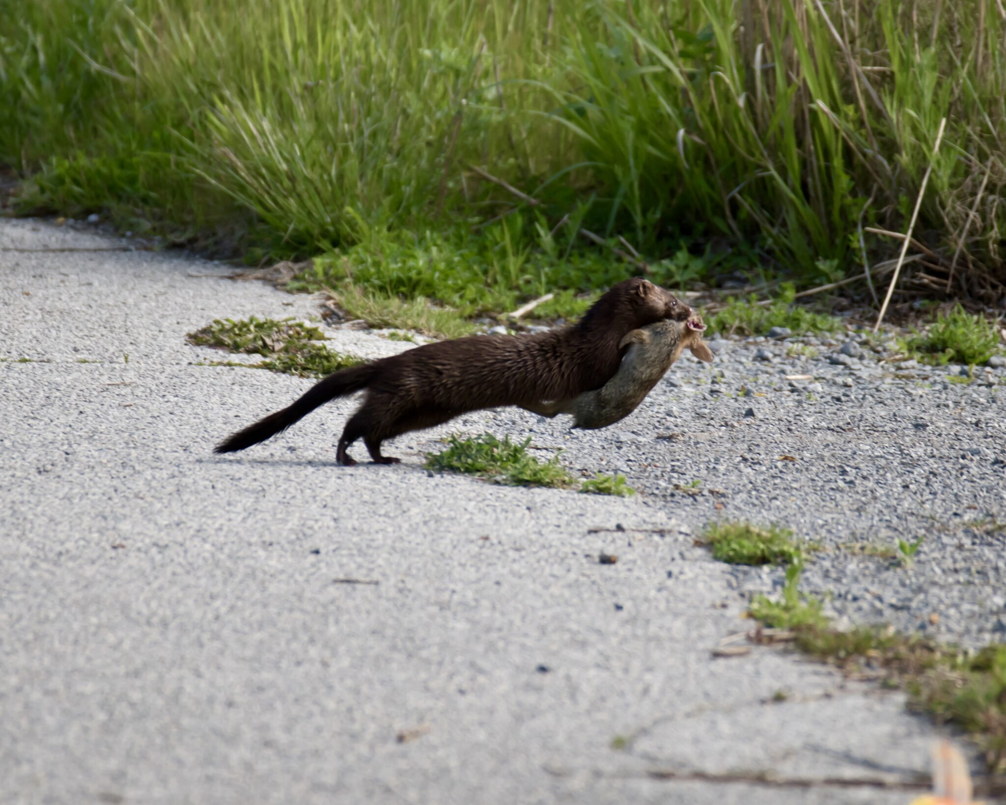 American Mink – boesephotography.ca
